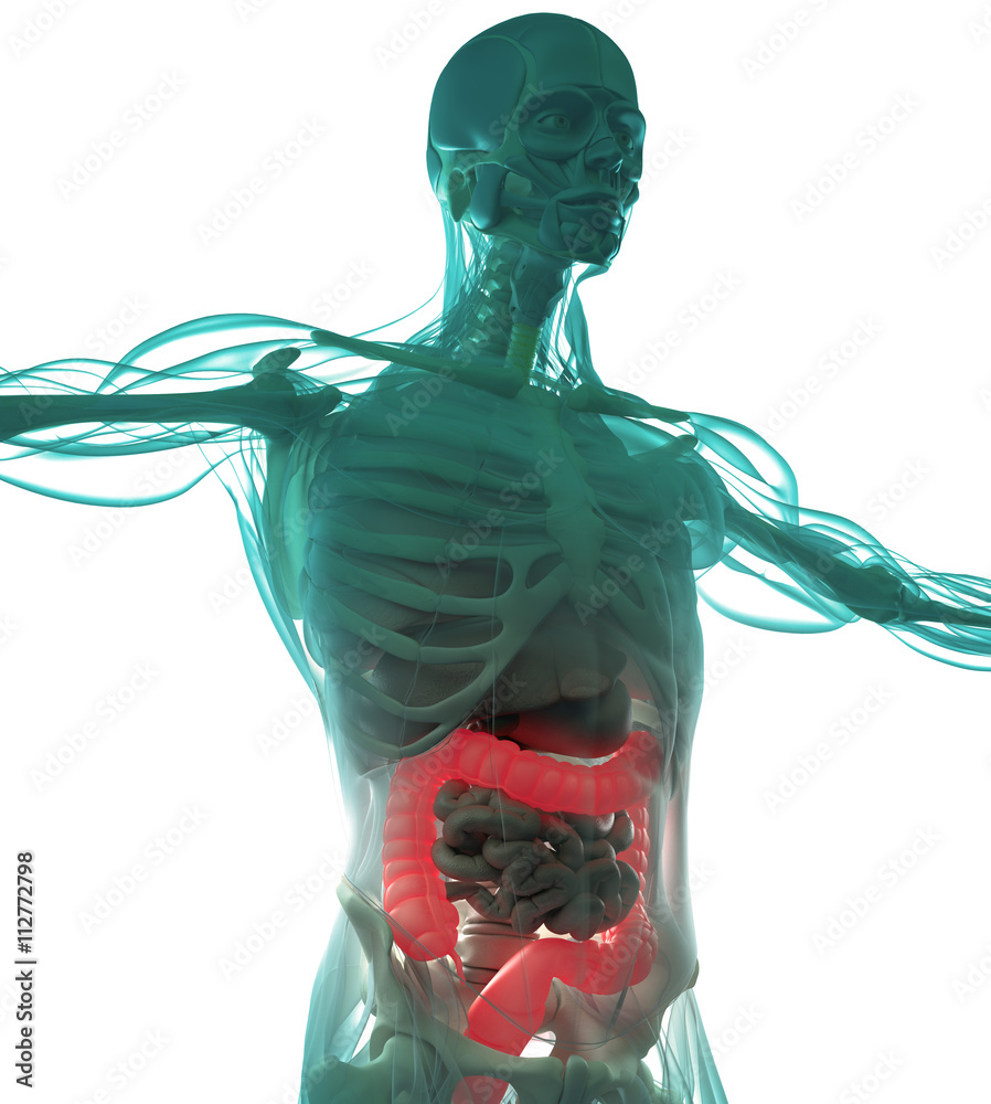 Human anatomy, colon. Xray-like view. Colon highlighted. 3d ...