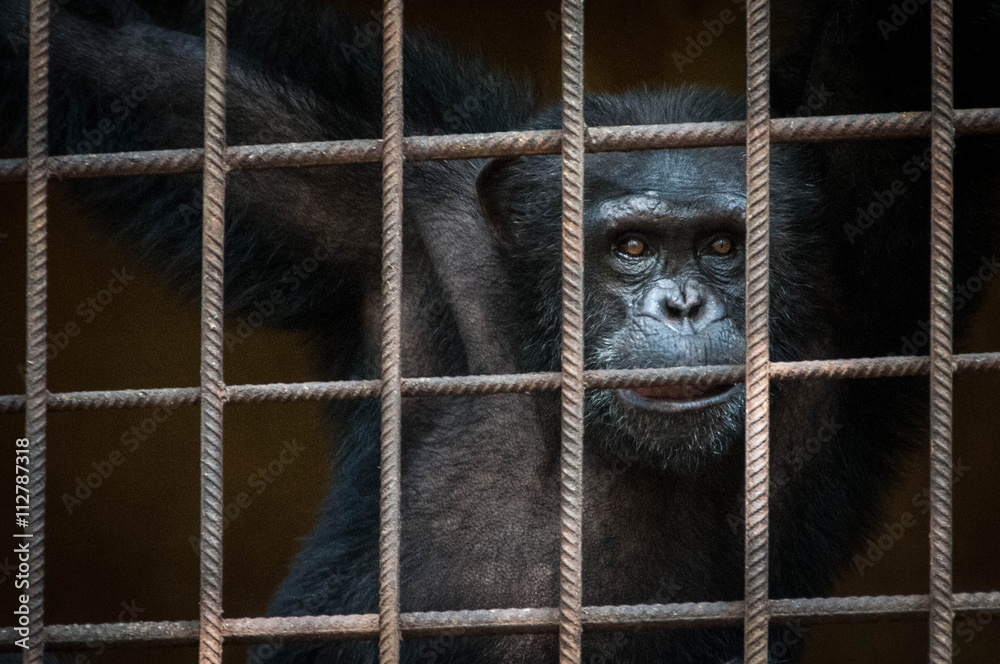 Monkey in cage looking through metal bars at camera Stock Photo | Adobe ...