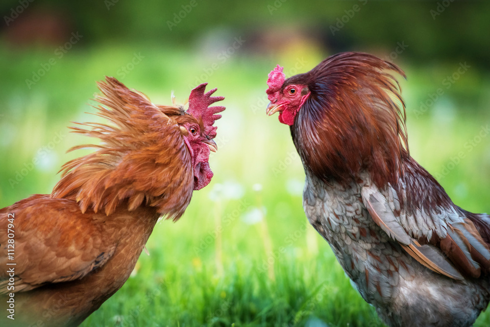 Two beautiful roosters fighting Stock Photo | Adobe Stock
