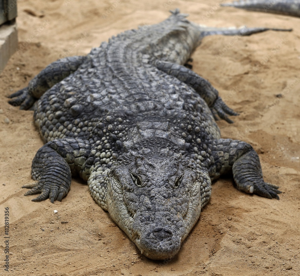 El cocodrilo del Nilo (Crocodylus niloticus) es una especie de ...