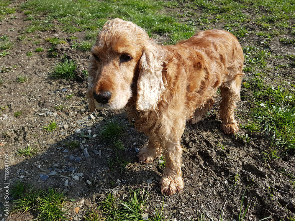 Cocker; Spaniel; Hund, Saeugetier Stock Photo | Adobe Stock