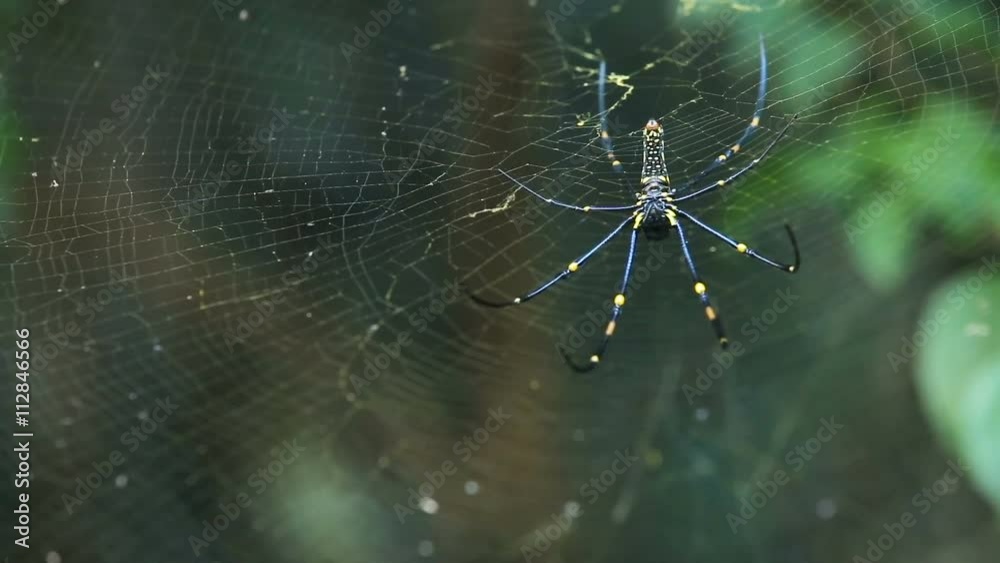 Close up of cobweb with spider.Big tropical spider sits on a web in the ...