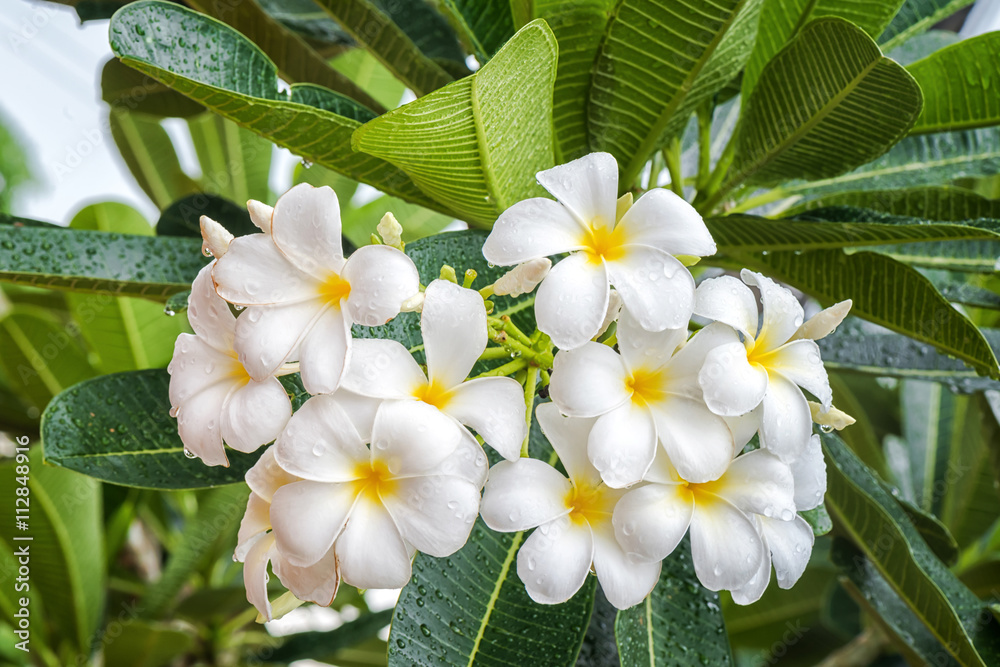 White Plumeria Bouquet