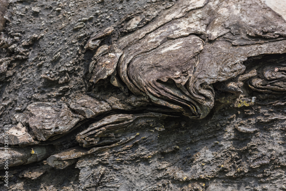 Texture of Calc-silicate rock (Metamorphic rock). Selective Focu Stock ...