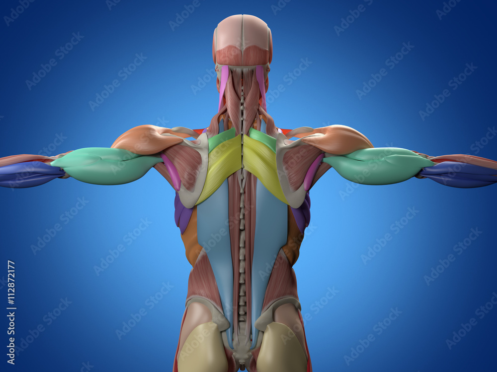 Human anatomy, torso back muscles. 3d illustration. Stock Illustration ...
