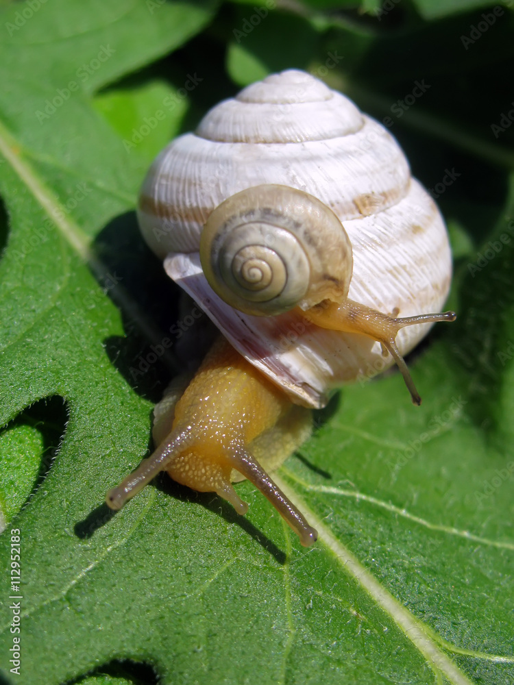Newborn Snail