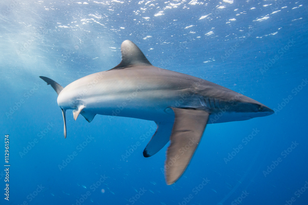 Silky shark (Carcharhinus falciformis) displays stressed behaviour ...
