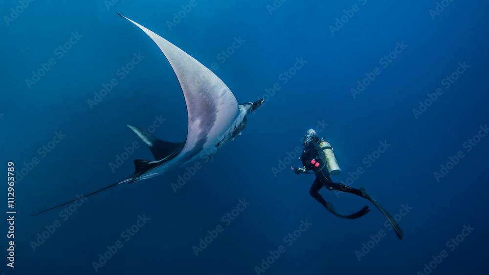 Giant Ocean Manta Ray with scuba diver at Roca Partida Island, Socorro ...