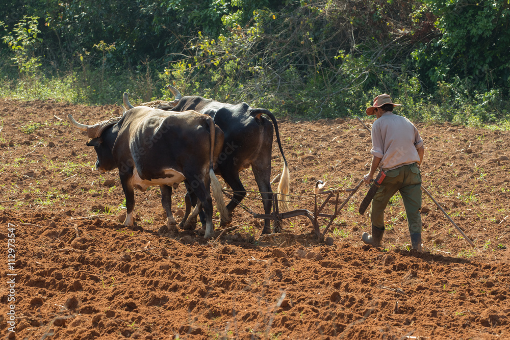 Contadino che lavora i campi. Stock Photo | Adobe Stock