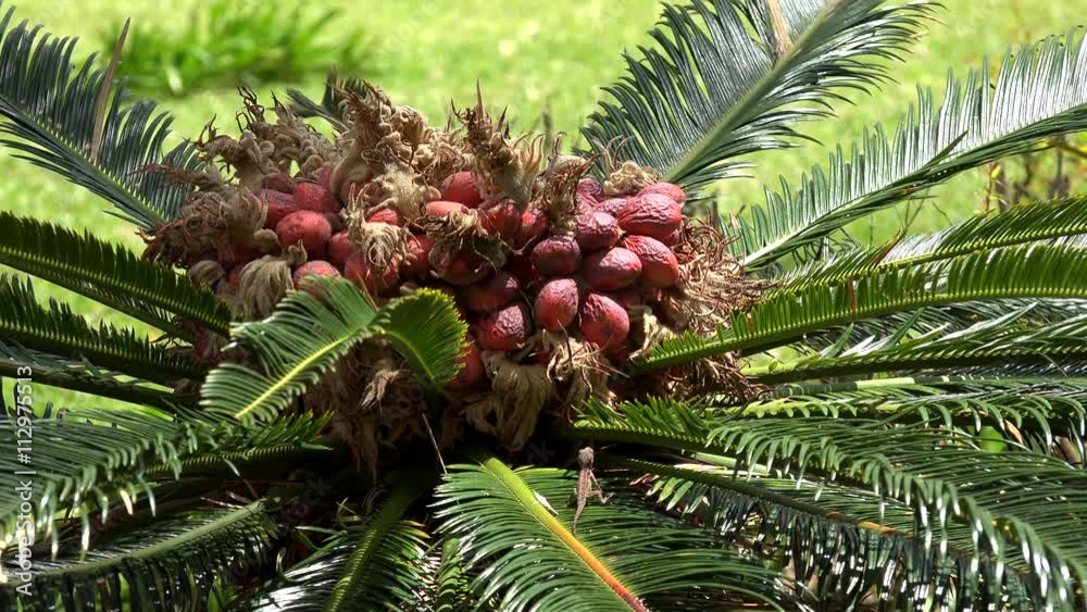 King Sago Palm (Cycas revoluta) with female seeds cone. Bermuda Stock ...
