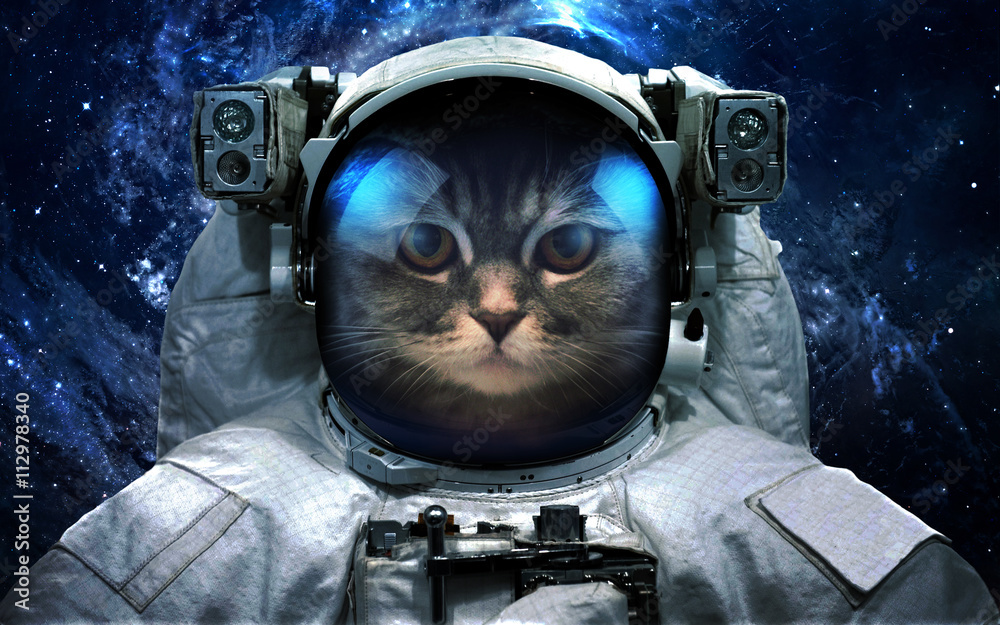 Astronaut cat in outer space. Spacewalk. Elements of this image ...