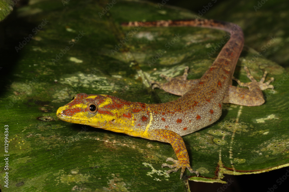 Gonatodes humeralis is a genus of New World dwarf geckos of the family ...