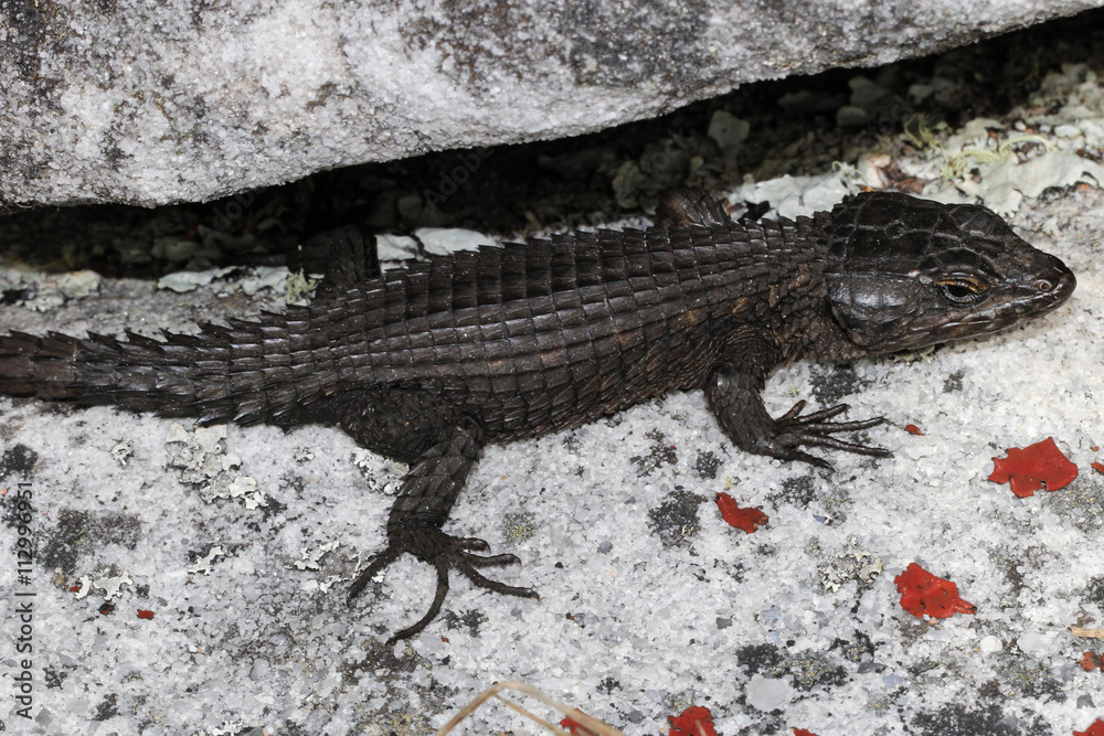The black girdled lizard, Cordylus niger, is a medium-sized lizard ...
