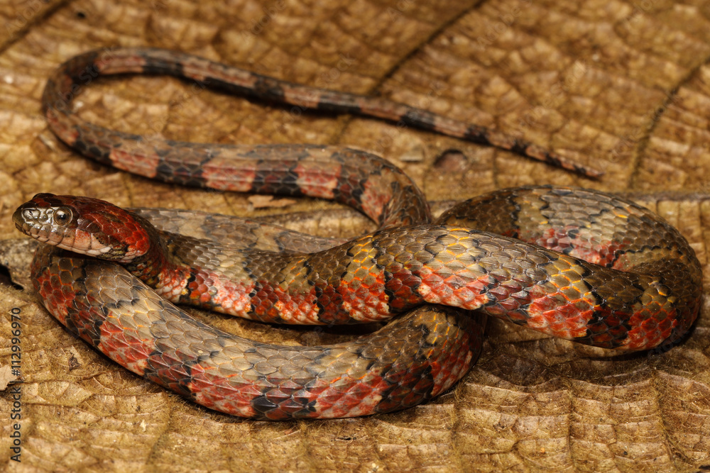 Foto Stock The brown-banded water snake is a species of aquatic snake ...