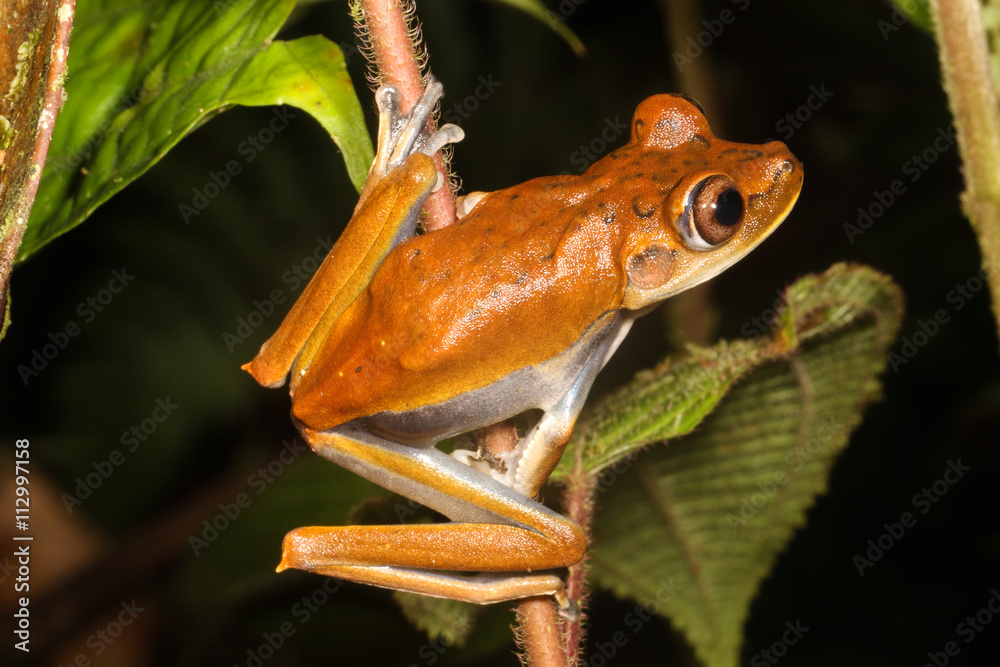 Foto de The map tree frog, Hypsiboas geographicus, is a species of frog ...