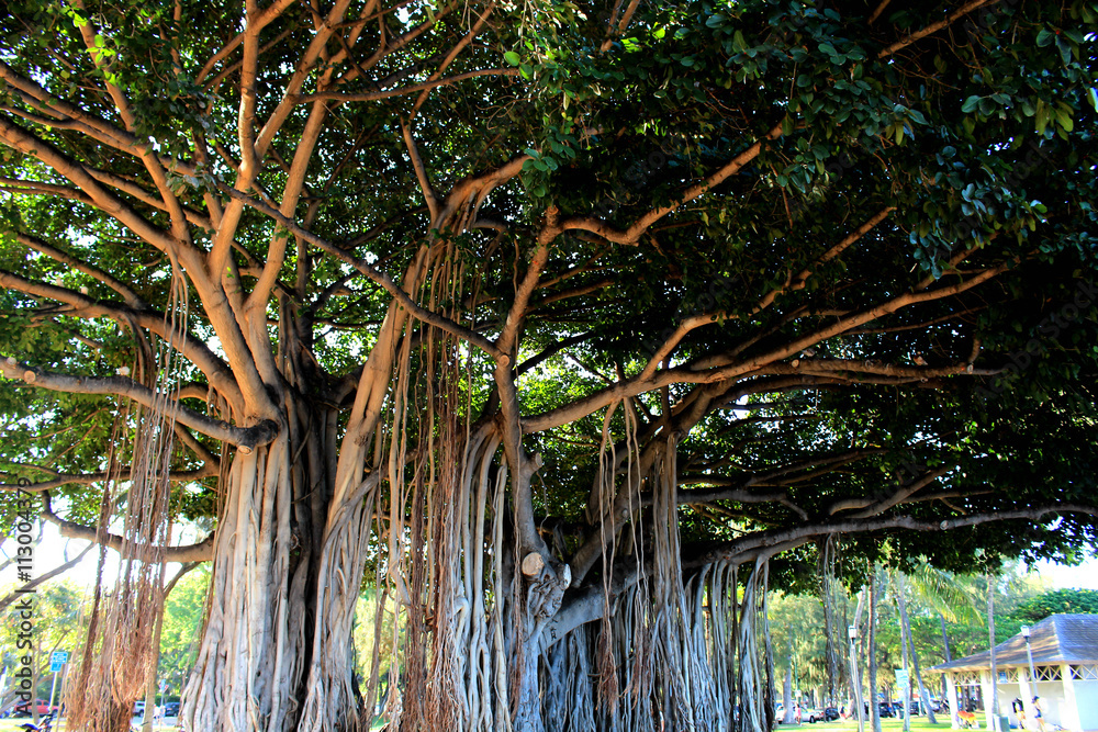 Banyan tree in Hawaii Stock Photo | Adobe Stock