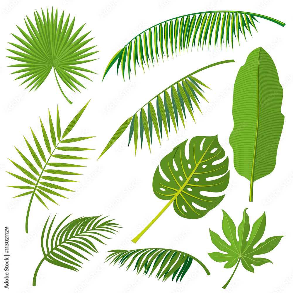 Tropical palm tree jungle leaves vector set. Leaf natural of jungle ...
