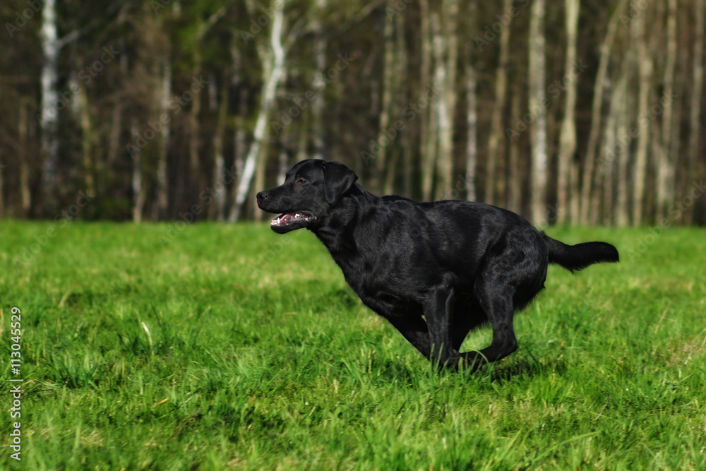 How Fast Are Labradors