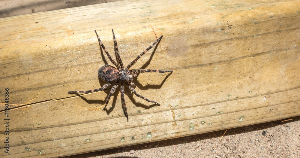 Canada's largest creepy looking spider, the Dock spider of the ...