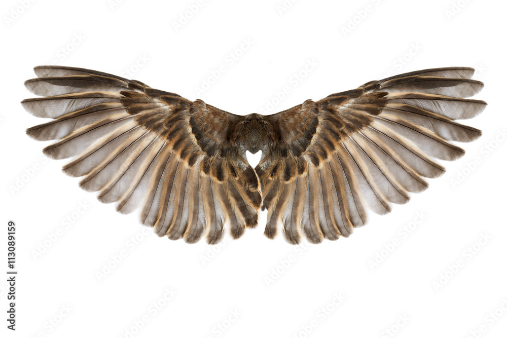 bird wings isolated on white Stock Photo | Adobe Stock