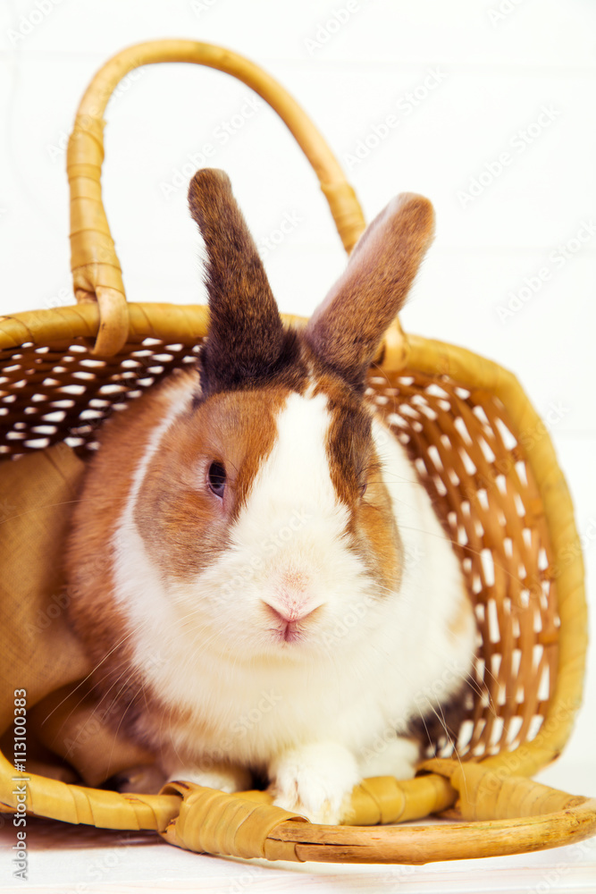 Cute ginger bunny in a basket on wooden background Stock Photo | Adobe ...