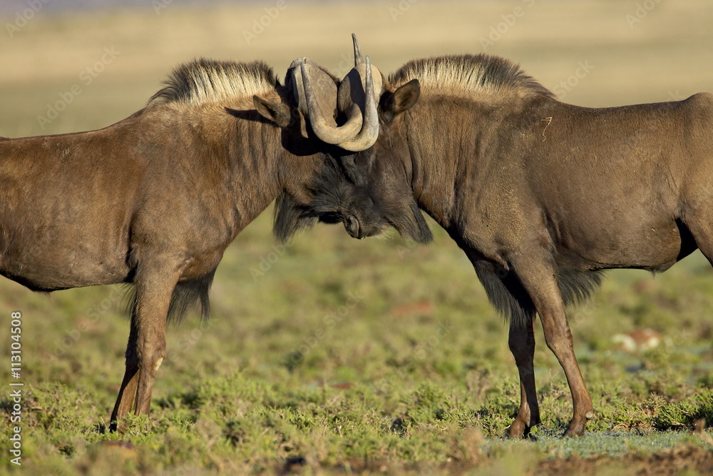 African Wildebeest And Zebra