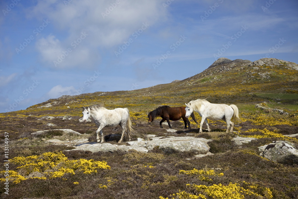 Wild ponies grazing on St. Davids Head in spring sunshine ...