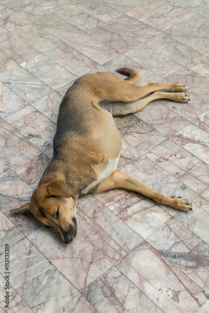 Defect dog with three legs Stock Photo | Adobe Stock
