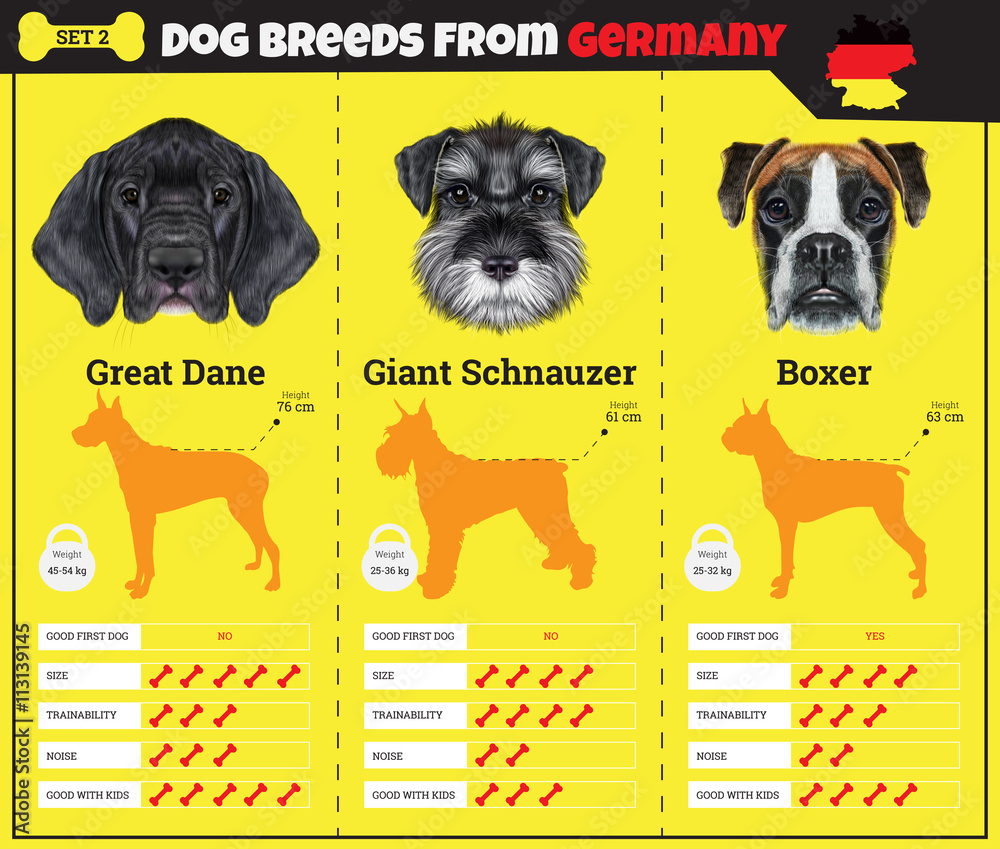 Vetor de Dogs breed vector infographics types of dog breeds from ...