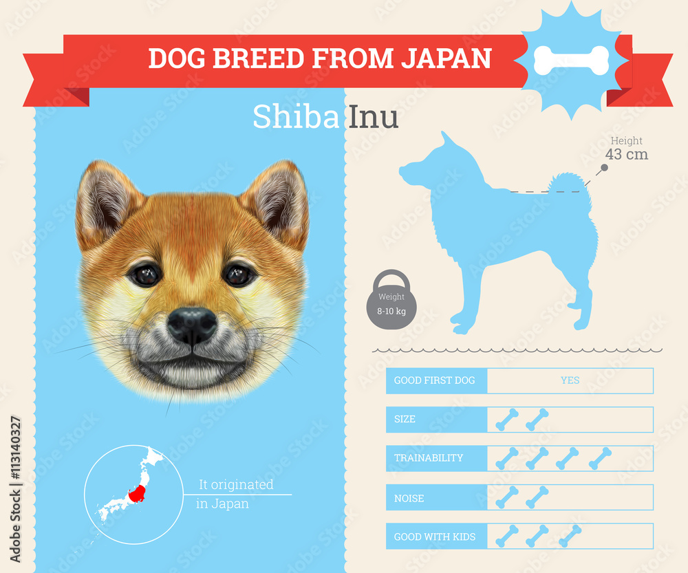 Shiba Inu Dog breed vector infographics. Stock Vector | Adobe Stock