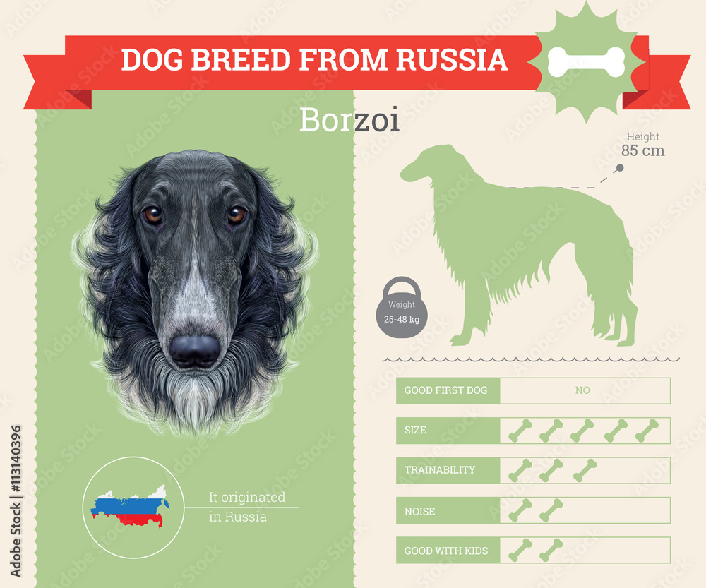 Borzoi Dog breed vector infographics. Stock Vector | Adobe Stock