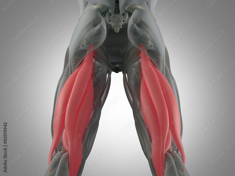 Hamstring muscle group, human anatomy muscle system. 3d illustration ...