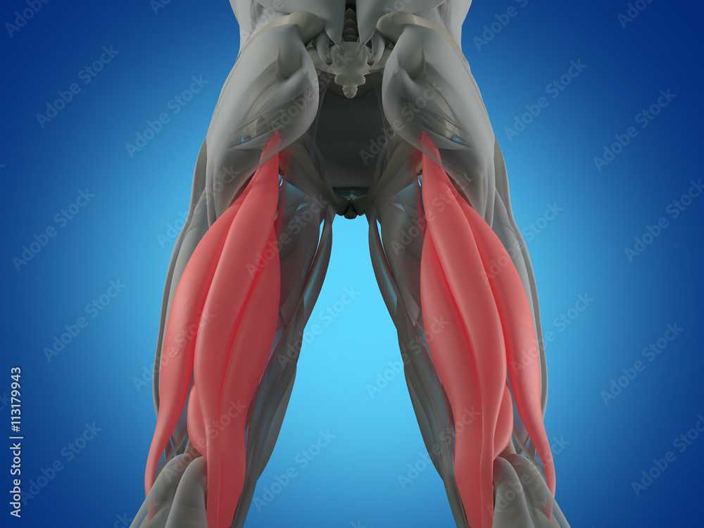 Hamstring muscle group, human anatomy muscle system. 3d illustration ...