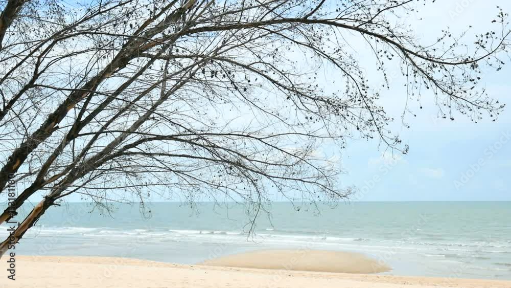 pine trees over beach, pine branch for frame with sea and sky for ...