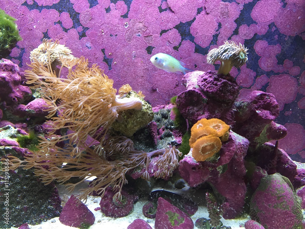damsel fish in marine tank 스톡 사진 | Adobe Stock