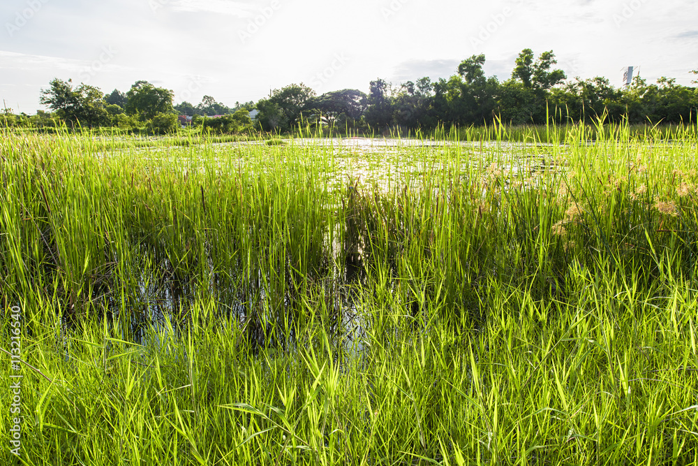 Green papyrus in the Wetland , Located Nong Dea Swamp at Udonthani ...