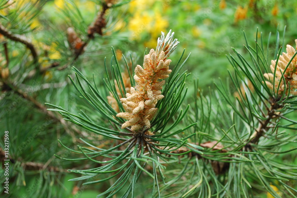 Pinus mugo bloom, known as creeping pine, dwarf mountainpine, mugo pine ...