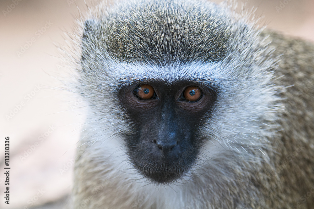 Portrait of vervet monkey Stock Photo | Adobe Stock
