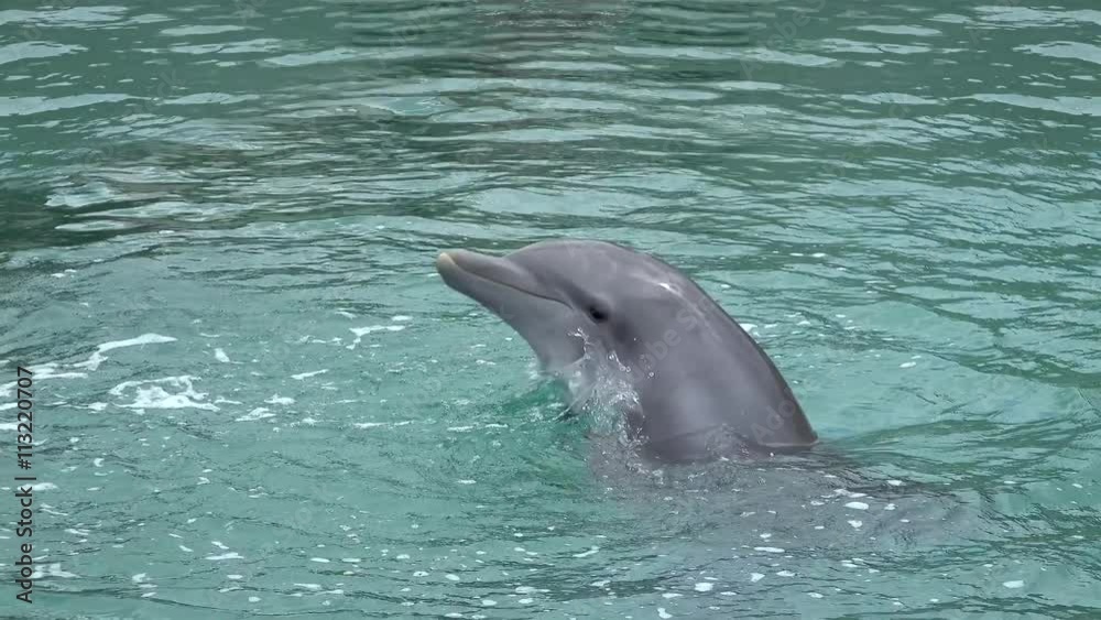 Common bottlenose dolphin (Tursiops truncatus) fins flapping. Stock ...