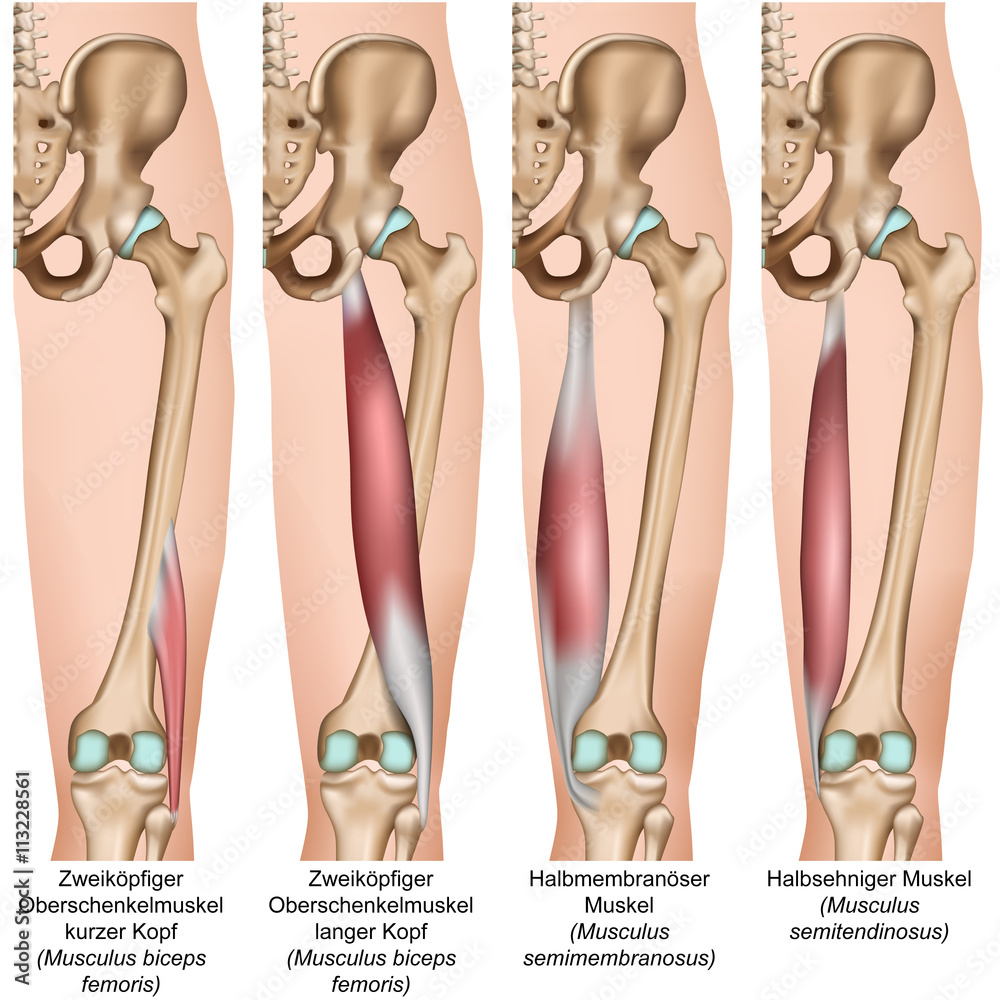 Poster Ischiocrurale Muskulatur, Hamstring muscles vector illustration einzeln – Muurposter ...