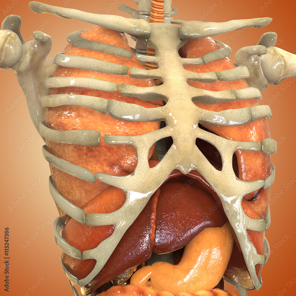Human Body Organs (Diaphragm, Lungs, Liver, Large and Small Intestine ...