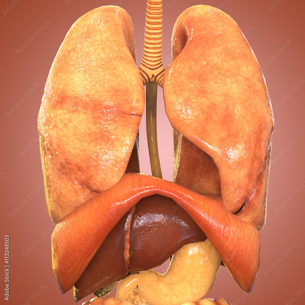 Diaphragm Lungs