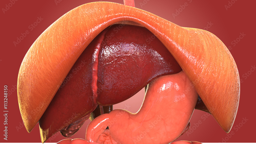 Human Body Organs (Diaphragm, Liver, Large and Small Intestine with ...