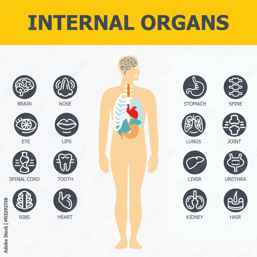 Internal organs set. Medical infographic icons, human organs, body ...