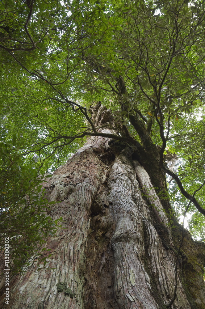 Kigensugi Giant Sugi Cedar tree, estimated to be 3000 years old, Yaku ...