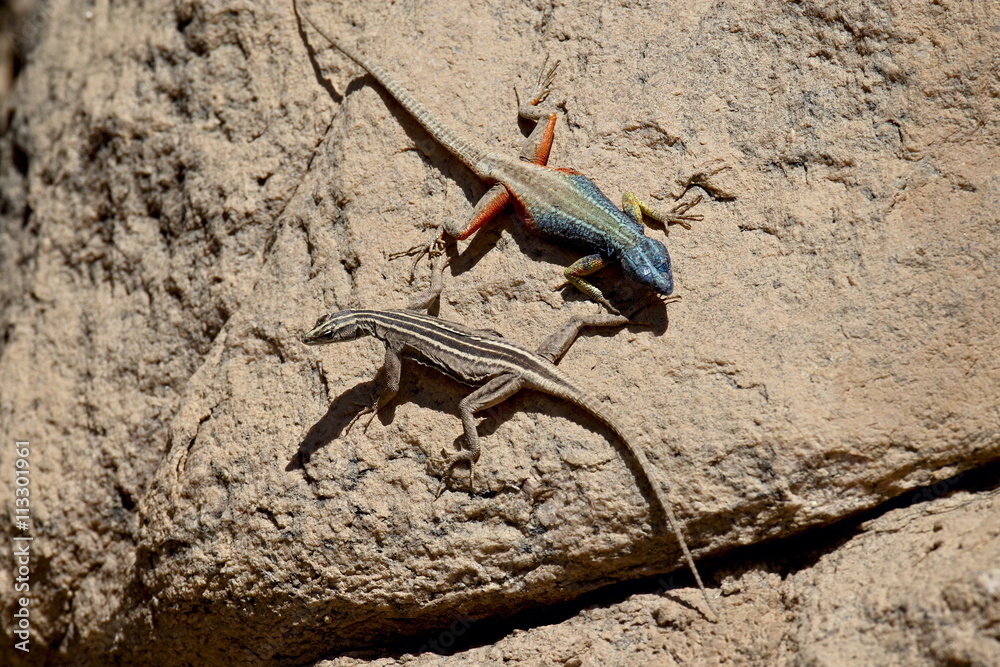 Male and female Augrabies flat lizard (Platysaurus broadleyi ...