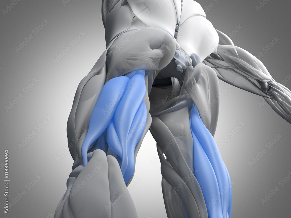 Hamstring muscle group, human anatomy muscle system. 3d illustration ...