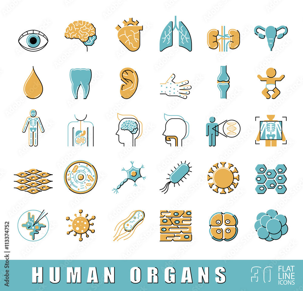 Set of premium quality flat line icons. Icons presenting various organs ...