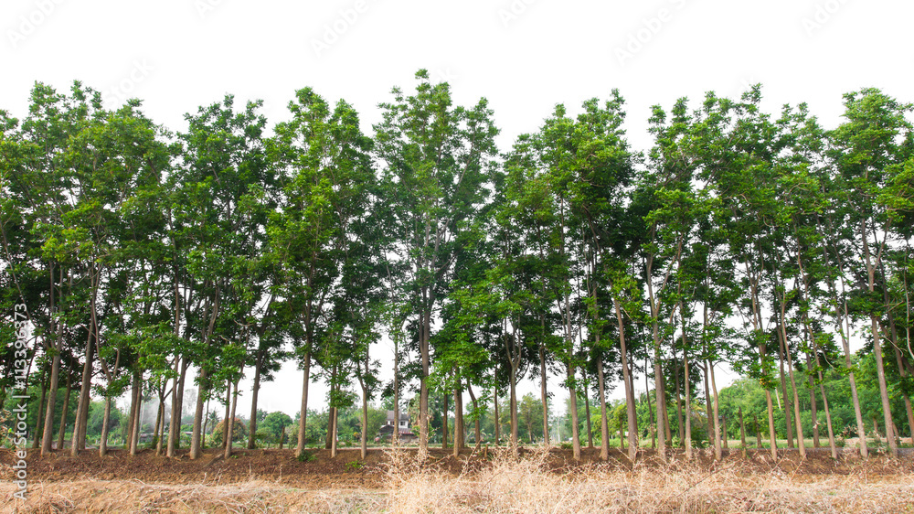 Views of the Neem tree row. Stock Photo | Adobe Stock