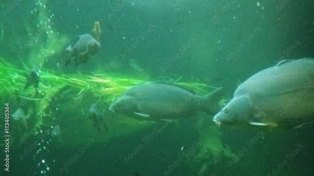 Giant Carp (Cyprinus carpio) floating in the pond. Underwater video of ...